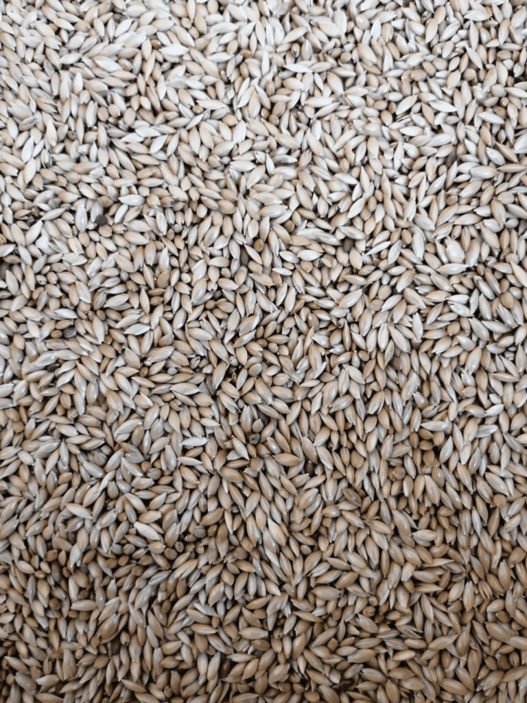 Aspur Tohumu: Kanarya Yemi Olarak Kullanımı ve Faydaları